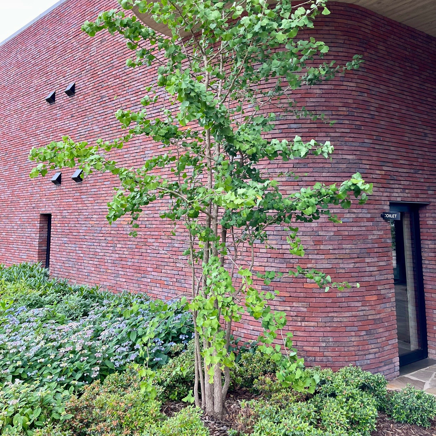 GINKGO BILOBA - Houtmeyers Plantencentrum en Boomkwekerij Laakdal