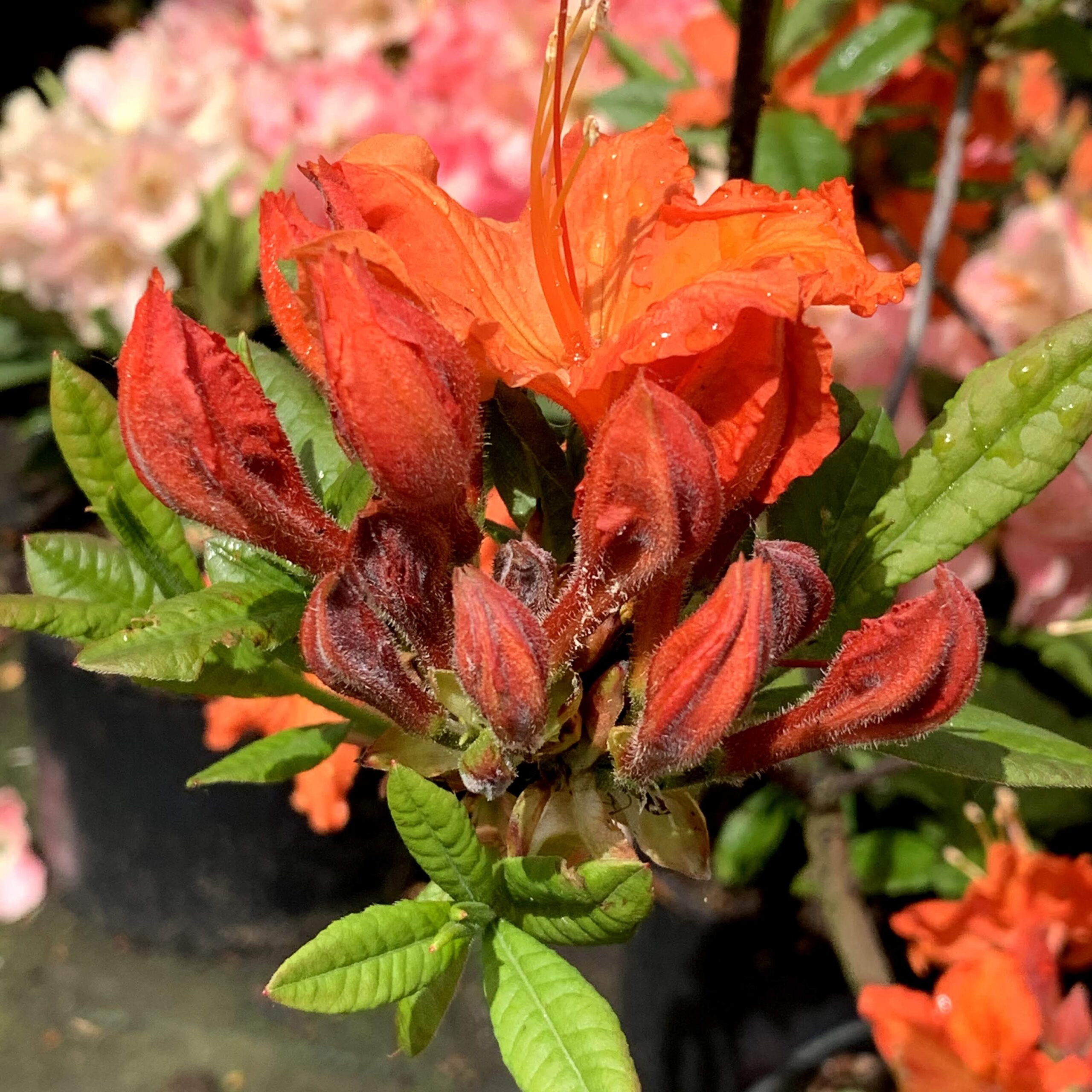 AZALEA 'HOTSPUR RED' - Houtmeyers Plantencentrum en Boomkwekerij Laakdal
