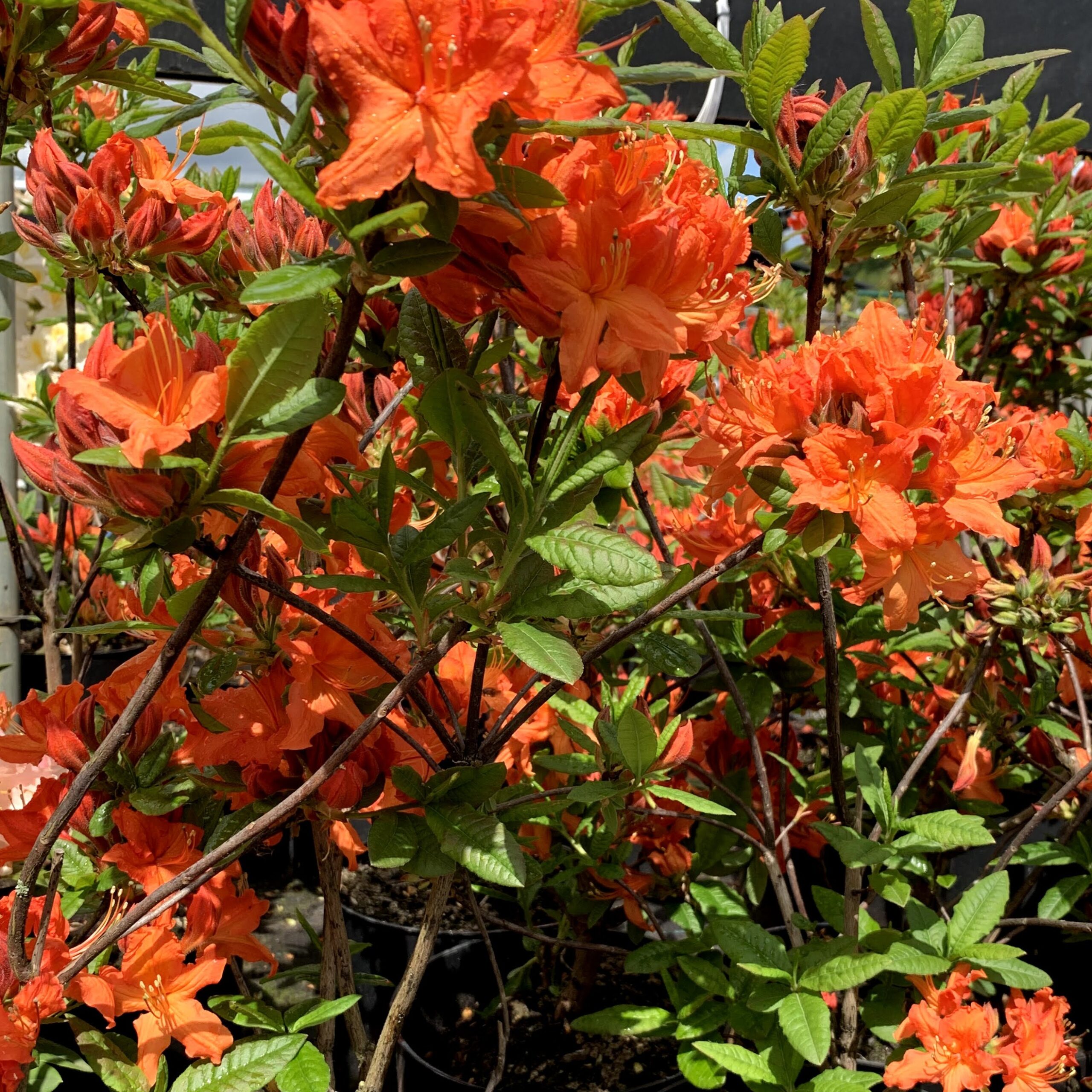 AZALEA 'HOTSPUR RED' - Houtmeyers Plantencentrum en Boomkwekerij Laakdal