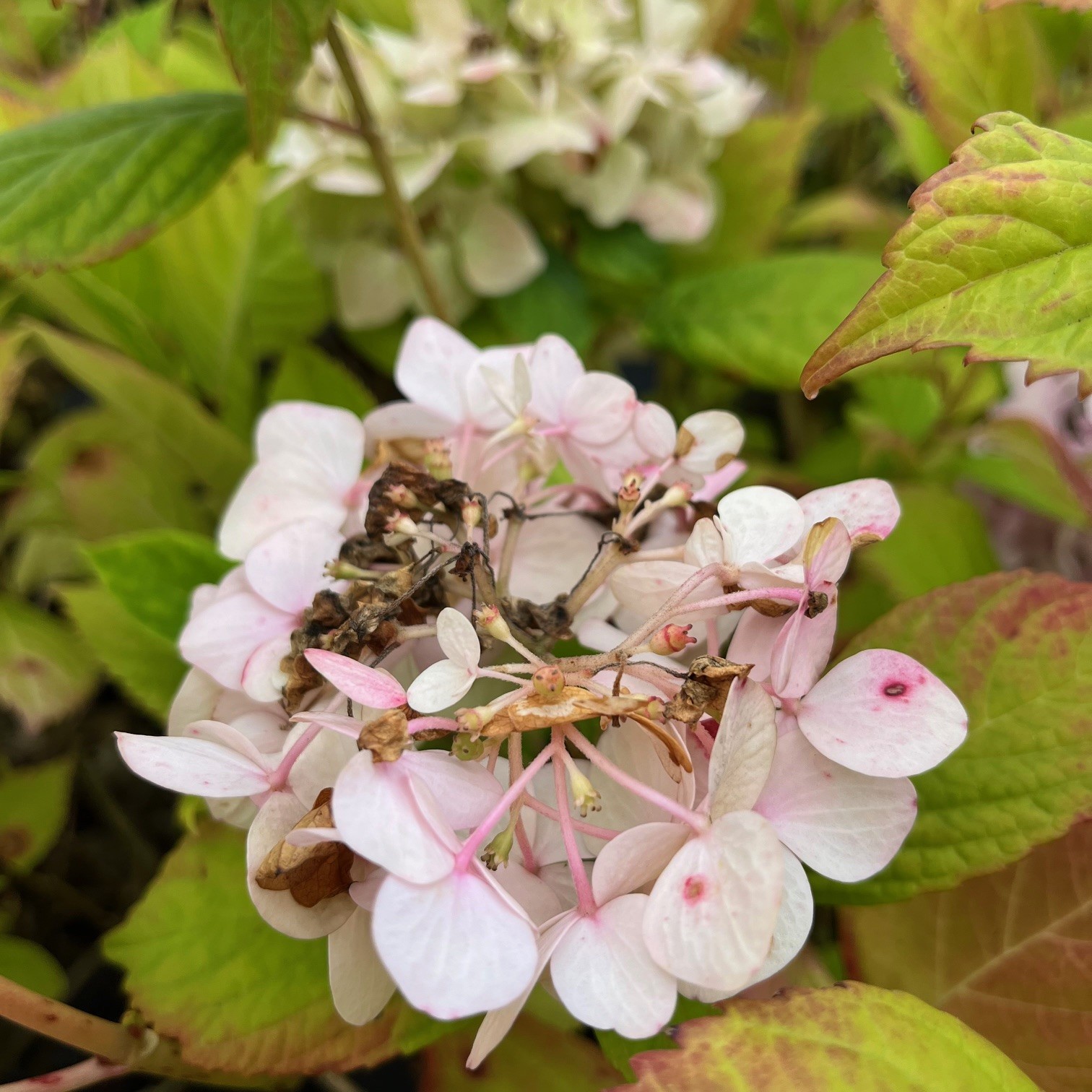 HYDRANGEA MACROPHYLLA 'NIKKO BLUE' - Houtmeyers Plantencentrum en ...