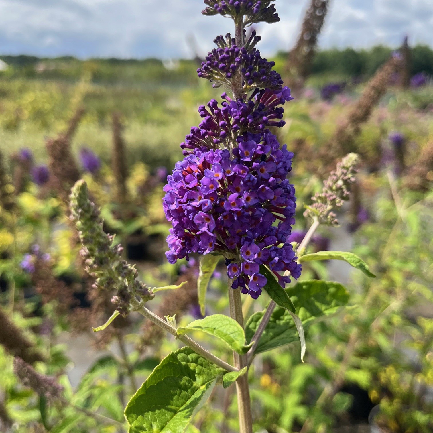 BUDDLEJA DAVIDII 'EMPIRE BLUE' - Houtmeyers Plantencentrum en ...