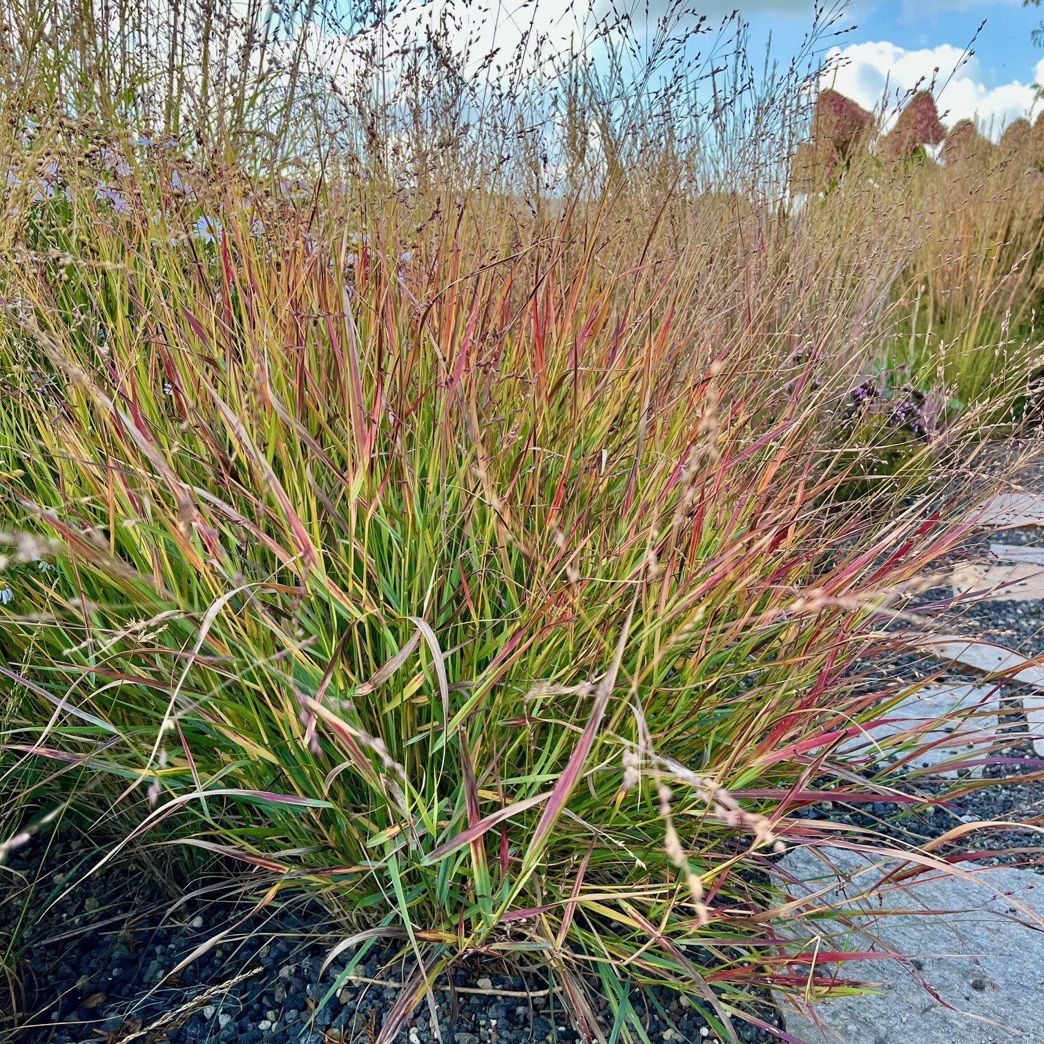 PANICUM VIRGATUM 'CHEYENNE SKY' - Houtmeyers Plantencentrum en ...