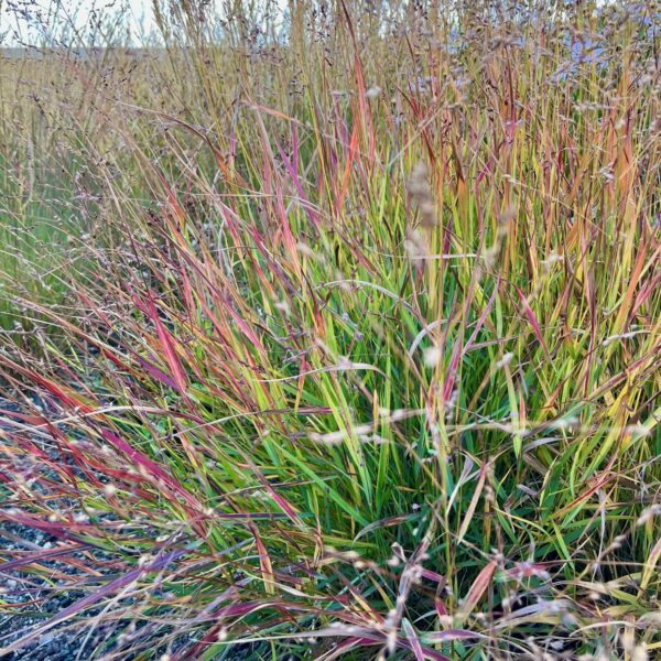PANICUM VIRGATUM 'CHEYENNE SKY' - Houtmeyers Plantencentrum en ...