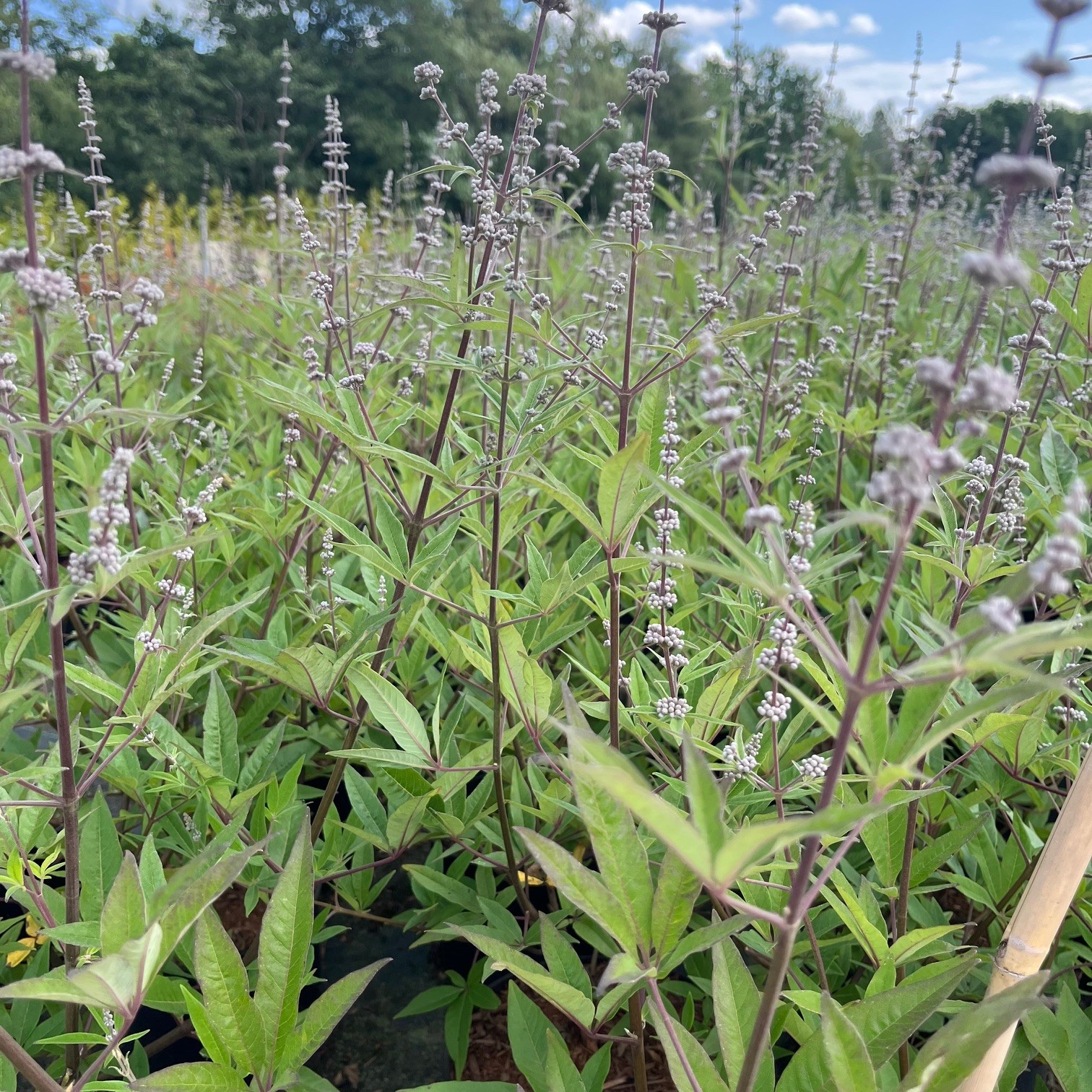 VITEX AGNUS-CASTUS 'ALBA' - Houtmeyers Plantencentrum en Boomkwekerij ...