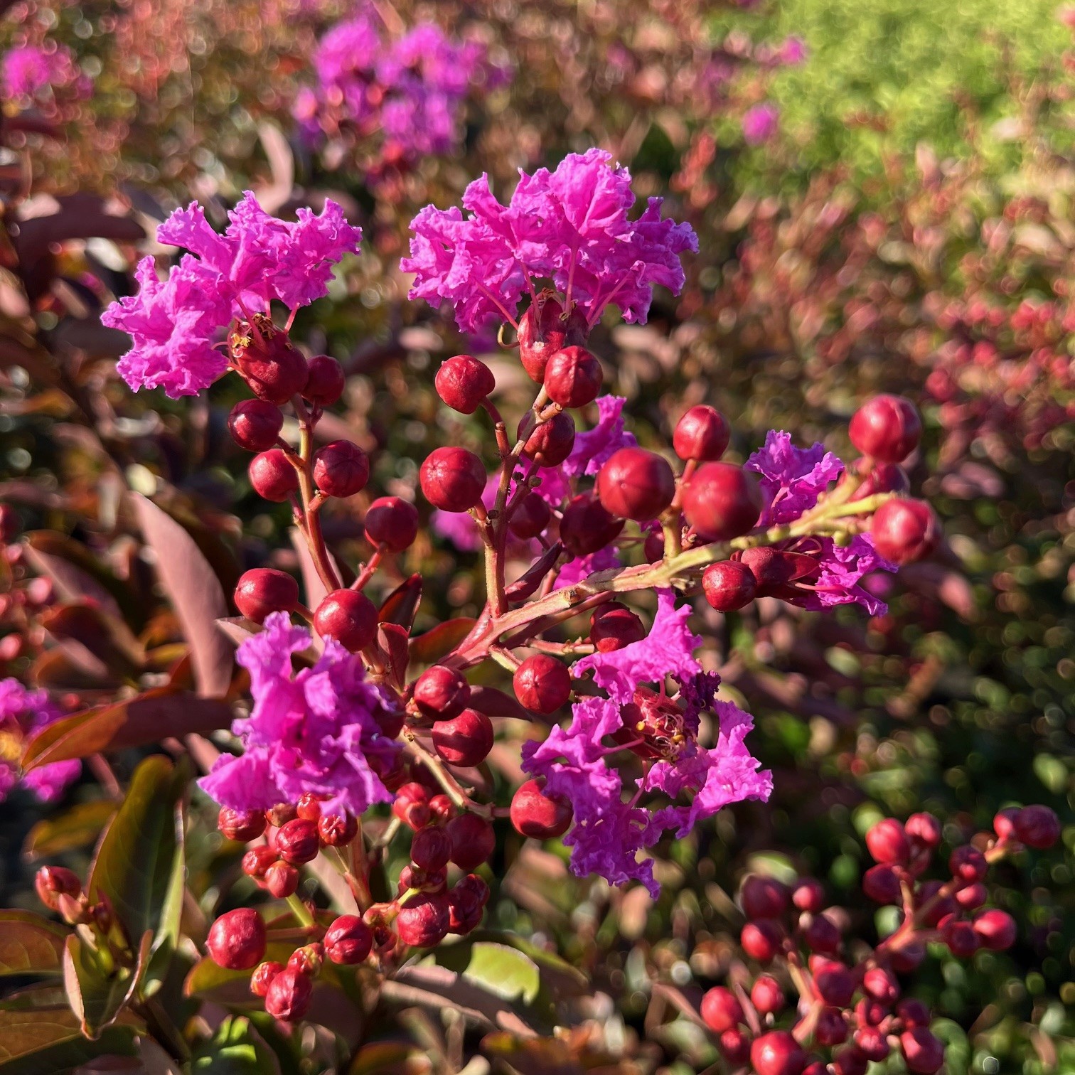 Lagerstroemia Indica Benoit