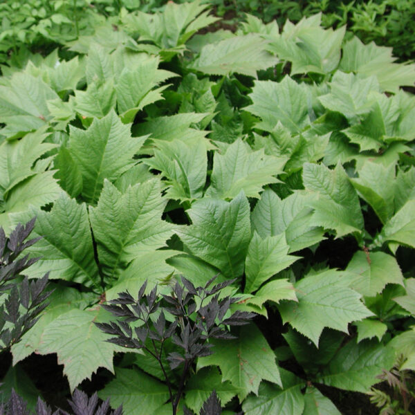 RODGERSIA PODOPHYLLA Houtmeyers Plantencentrum En Boomkwekerij Laakdal